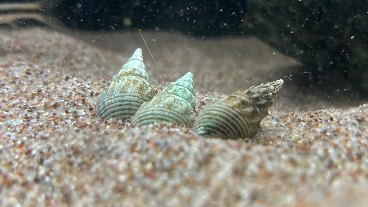 Prambanan Snail (Thiara winteri) – The Waterfront SLC