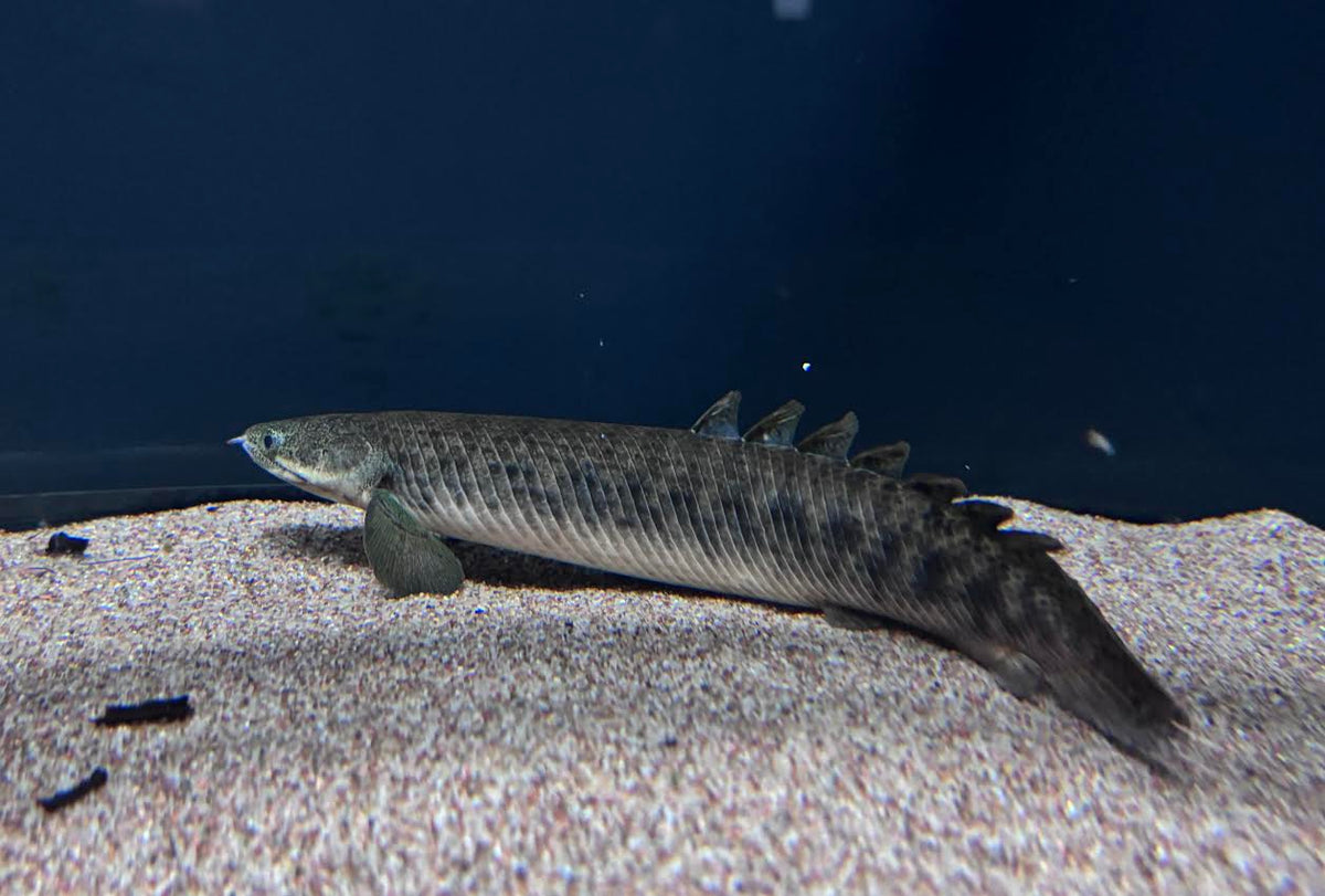 Polli Bichir (Polypterus polli) – The Waterfront SLC