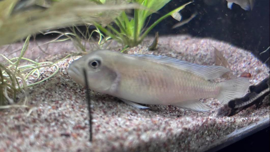 Buffalo Head Cichlid (Steatocranus casuarius) – The Waterfront SLC