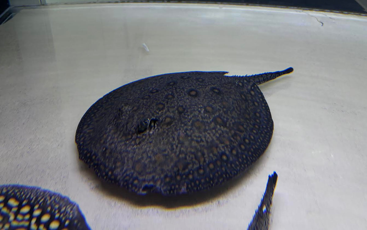 Mini Marble Stingray (Potamotrygon sp.) - FEMALE (WYSIWYG) – The ...