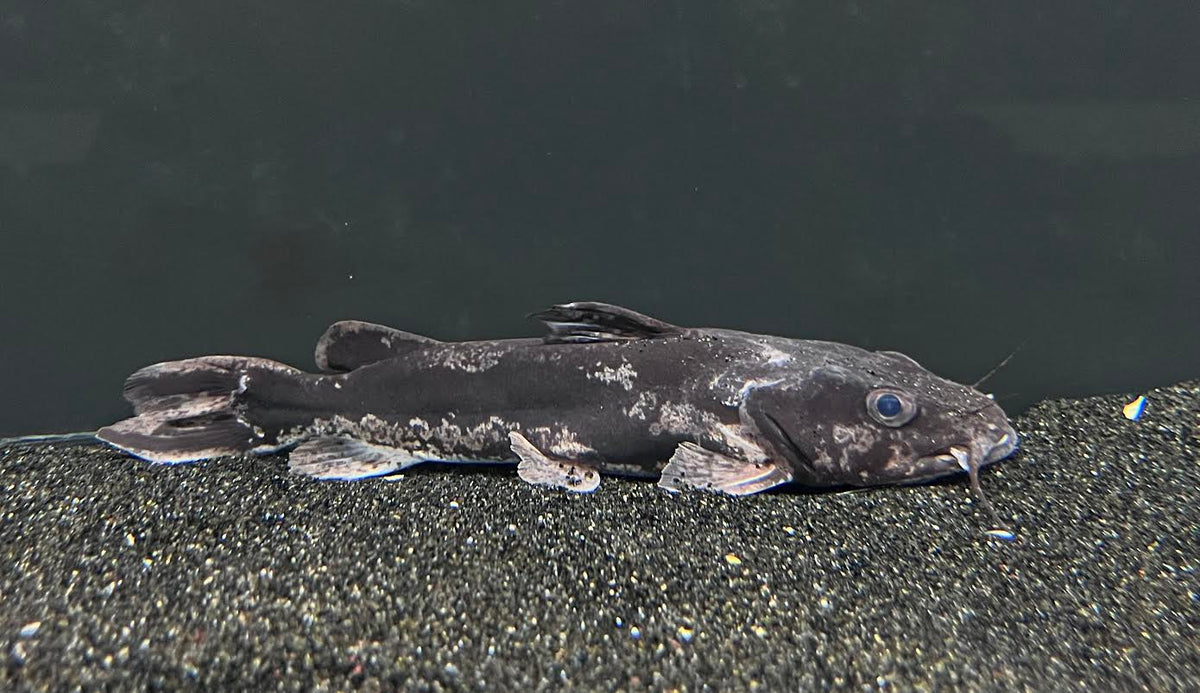 Chrysichthys ornatus – The Waterfront SLC