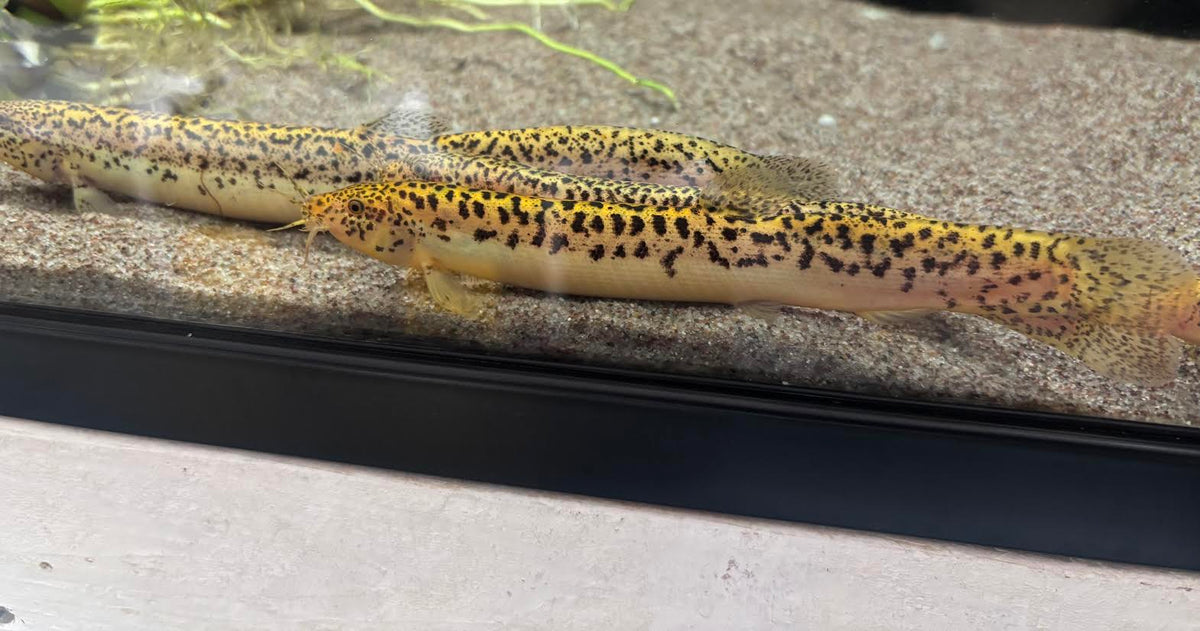 Mojo Dojo / Large Scale Loach (Misgurnus dabryanus) - RARE – The ...