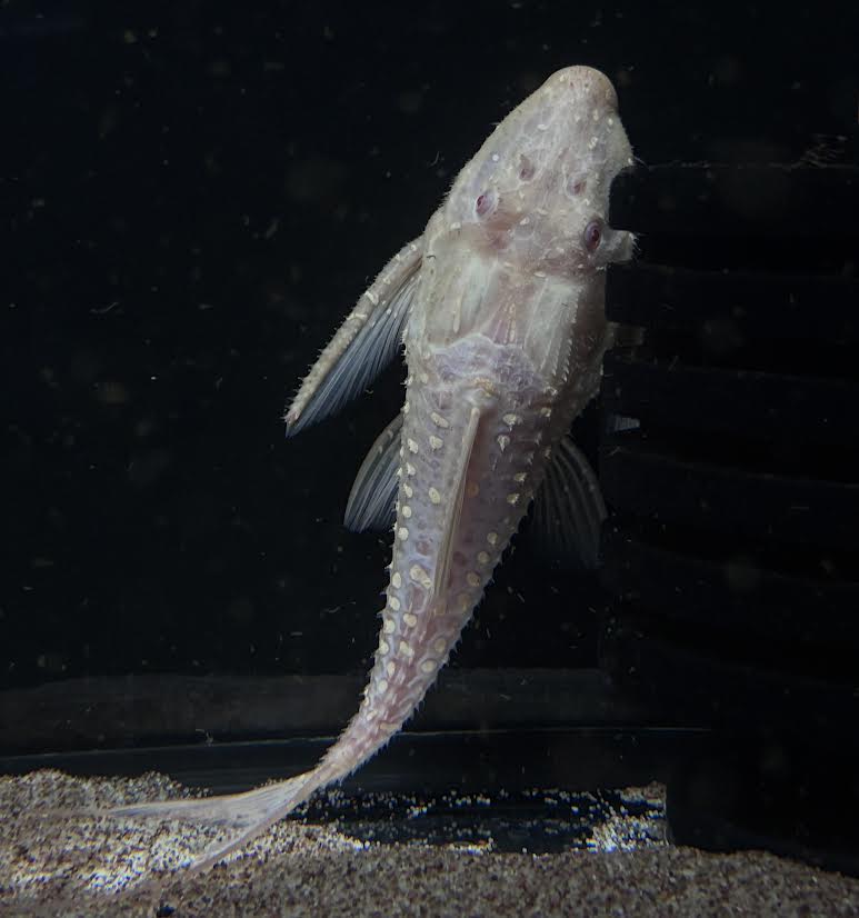 L-155 Albino Adonis Pleco (Acanthicus hystrix) – The Waterfront SLC