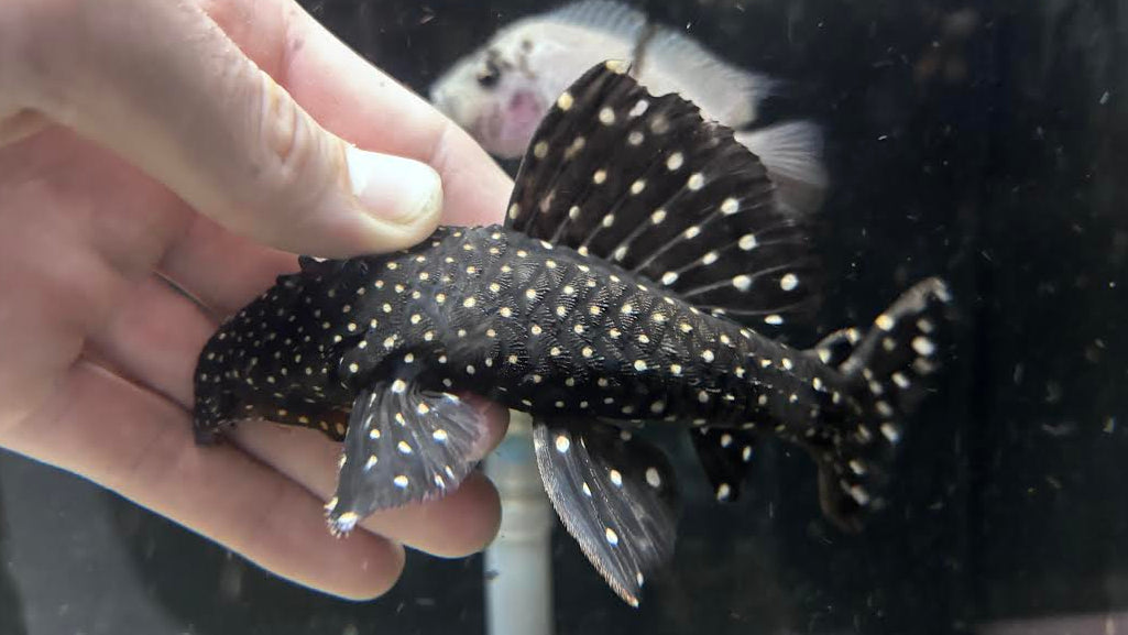 L-240 Vampire Pleco (Leporacanthicus cf. galaxias) – The Waterfront SLC