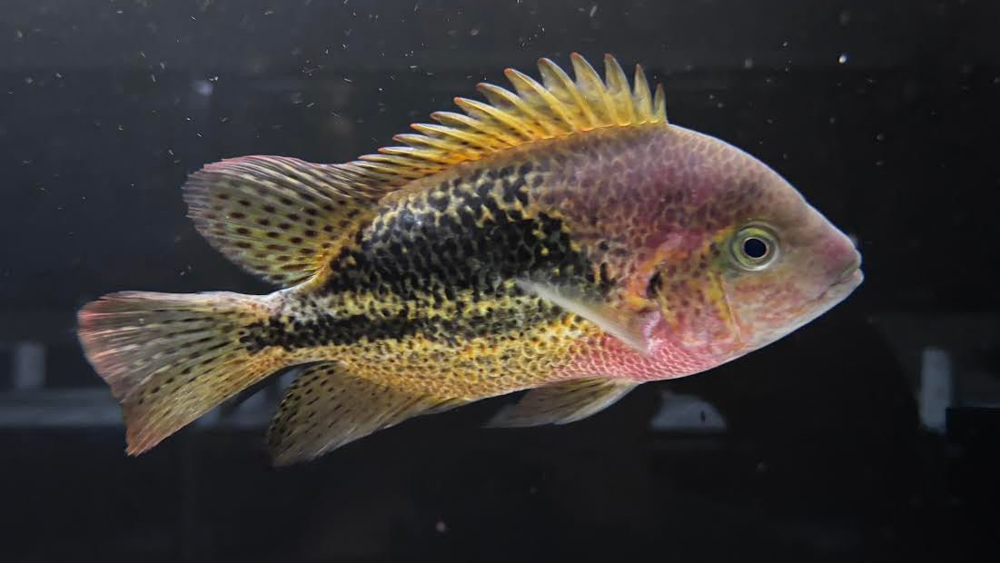 Red Spotted Vieja (Vieja bifasciata) "Rio Chacamax" - WYSIWYG – The ...