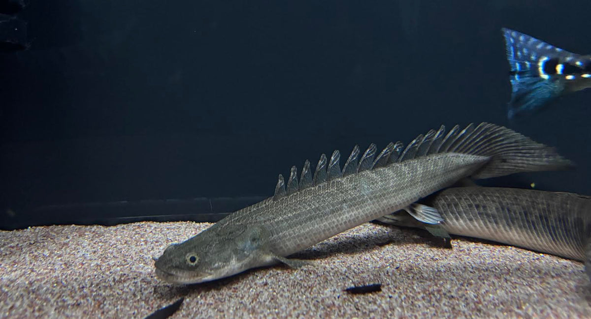 Lapradei Bichir (Polypterus lapradei) – The Waterfront SLC