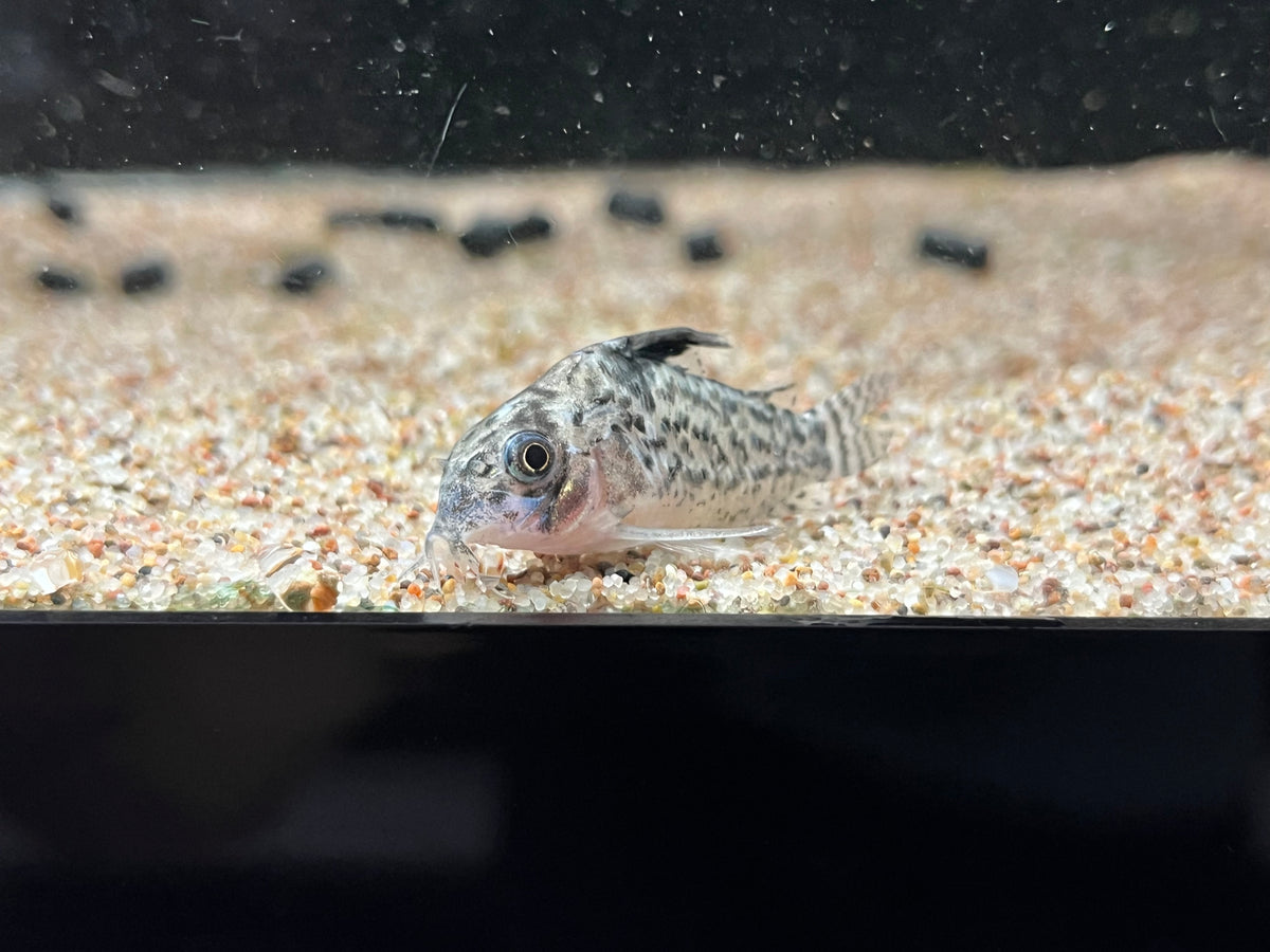 Peruvian Freckled Cory (Corydora leucomelas) – The Waterfront SLC