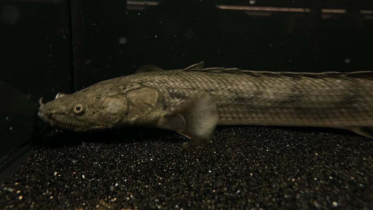 Gisela Bichir (Polypterus Congicus) - RARE – The Waterfront SLC