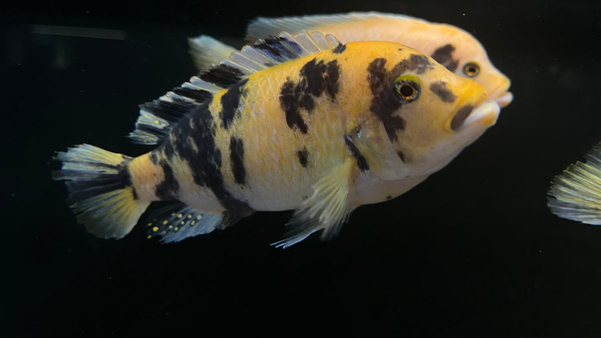 OB Mbuna – The Waterfront SLC