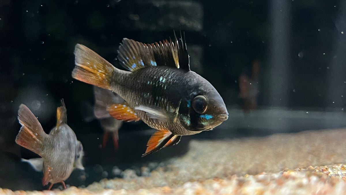 Black Rams (Mikrogeophagus ramirezi) – The Waterfront SLC