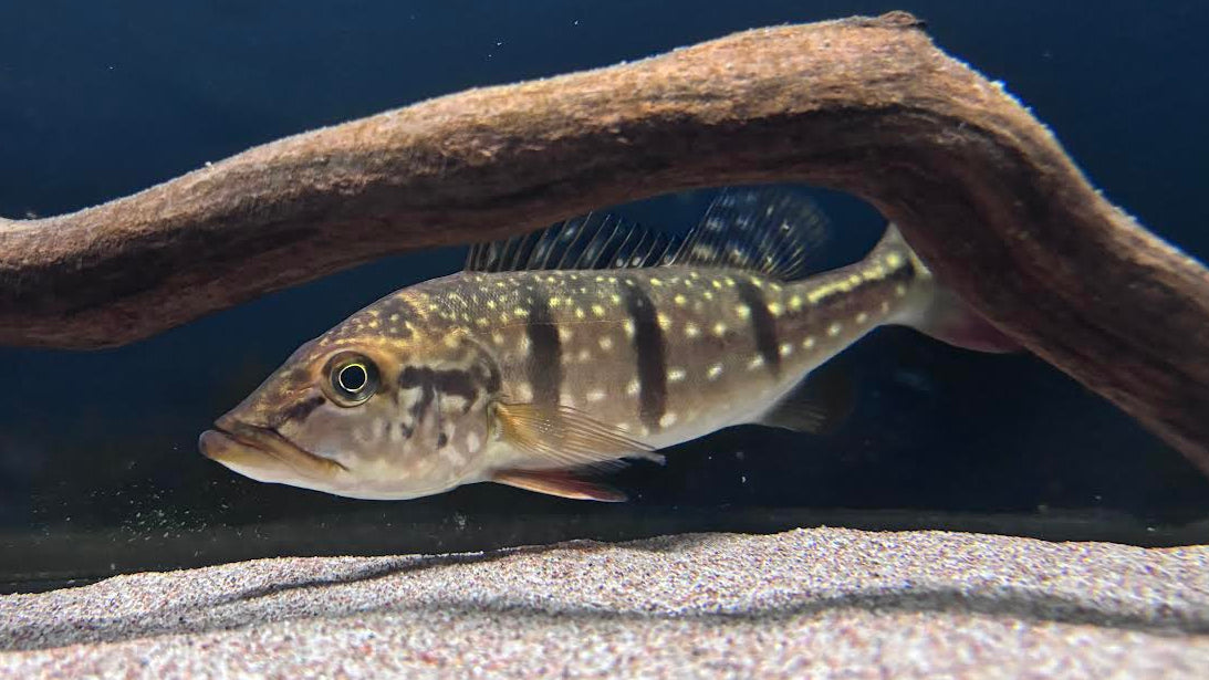 Temensis Peacock Bass (Cichla Temensis) - WYSIWYG – The Waterfront SLC