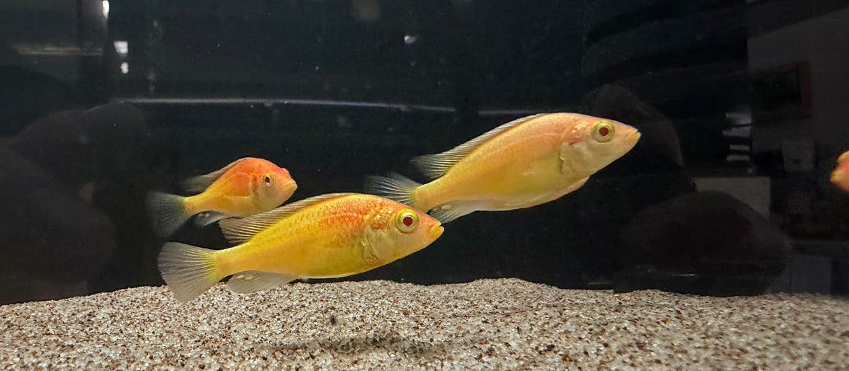 Albino Kyoga Flameback (Xystichromis sp.) – The Waterfront SLC