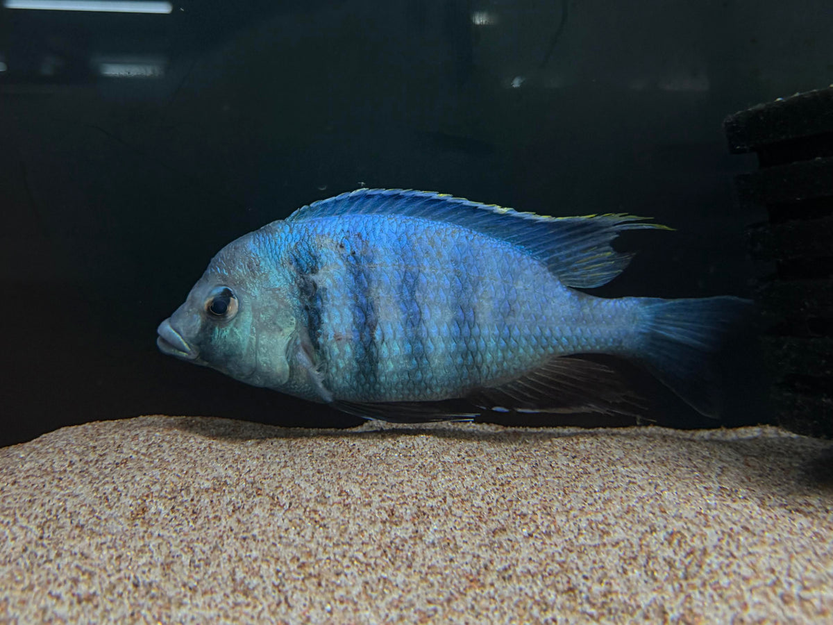 Deep Water Hap (Placidochromis electra) JUMBO – The Waterfront SLC