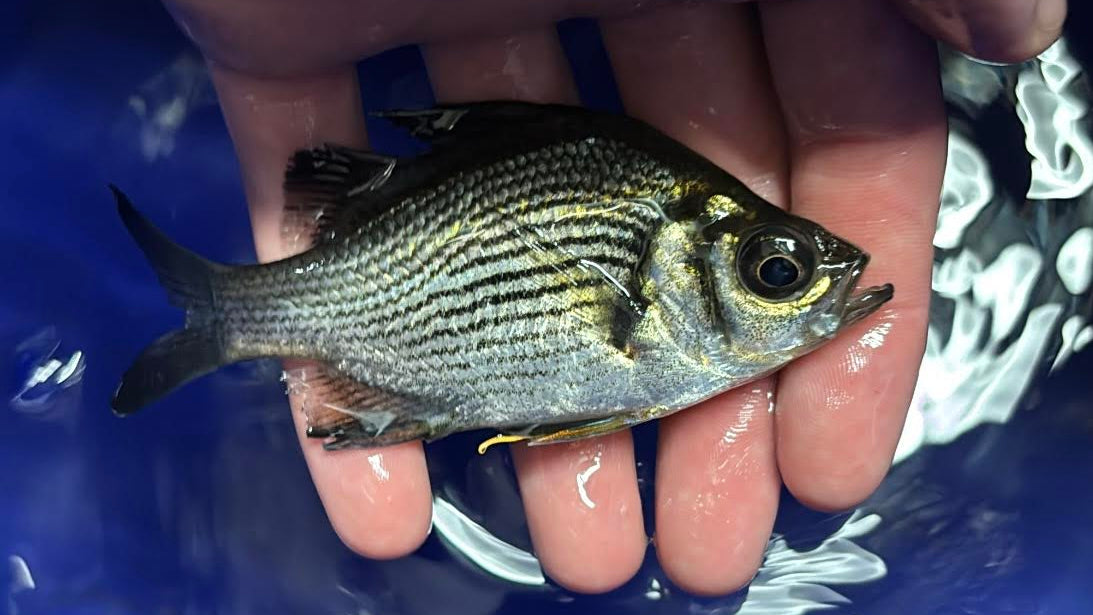 Giant Glassfish (Parambassis gulliveri) – The Waterfront SLC