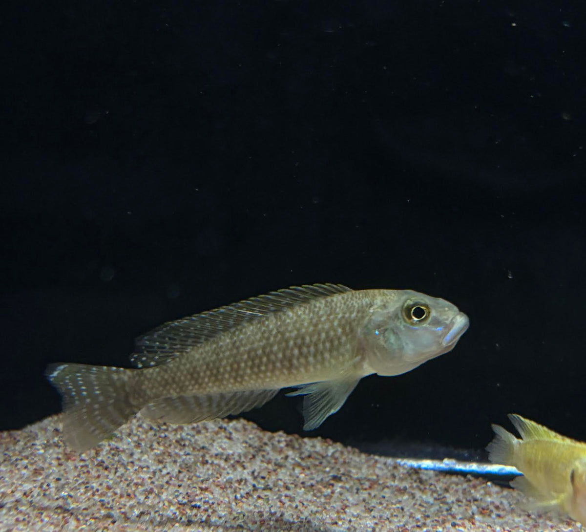 Lamprologus Callipterus – The Waterfront SLC