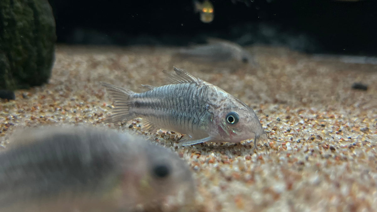 C-123 Peru Yellow Cory (Corydoras sp.) – The Waterfront SLC