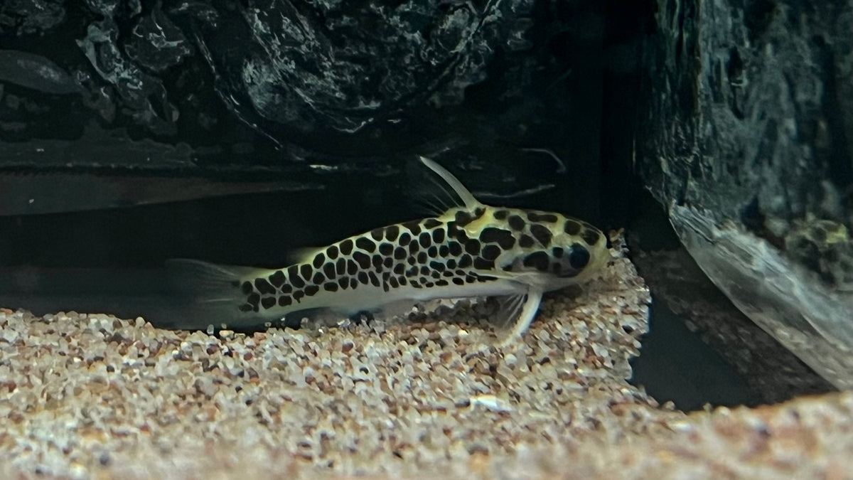 Honeycomb Tatia Catfish (Duringlanis perugiae) – The Waterfront SLC