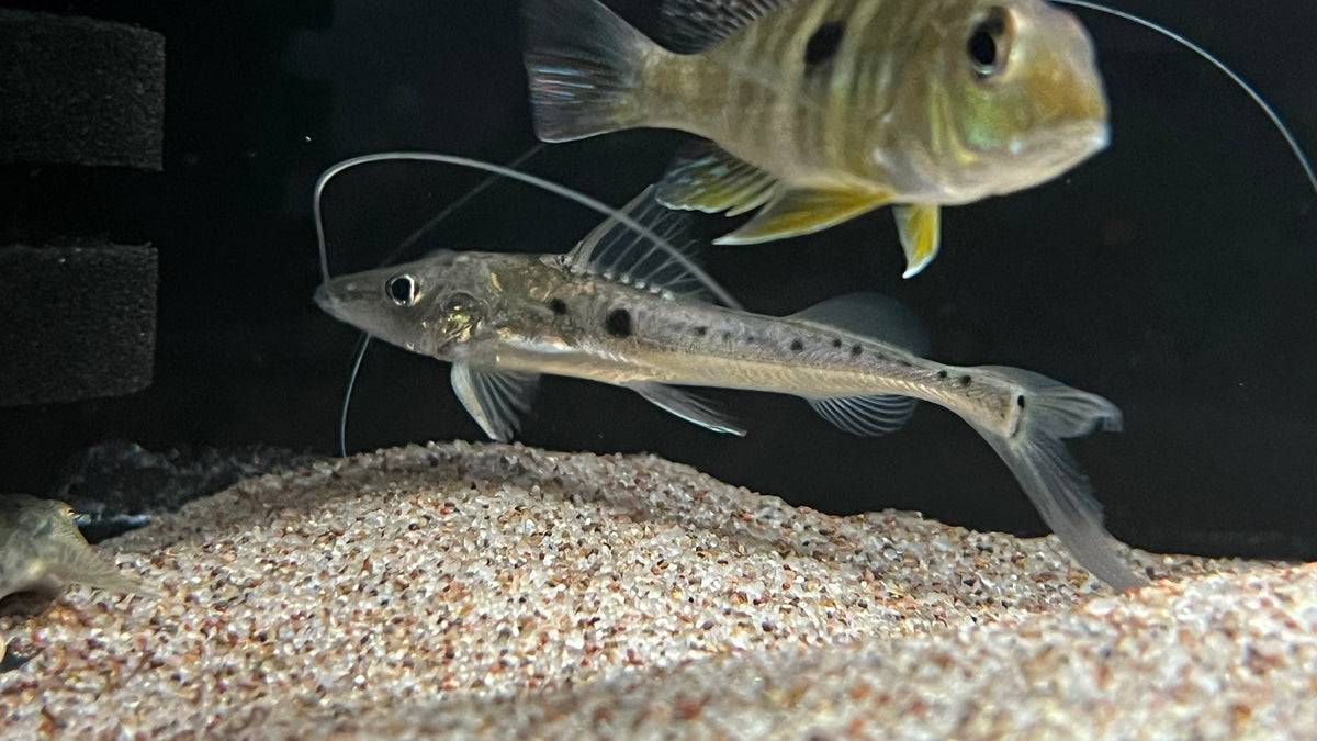 Spotted Flathead Catfish (Platysilurus mucosus) – The Waterfront SLC