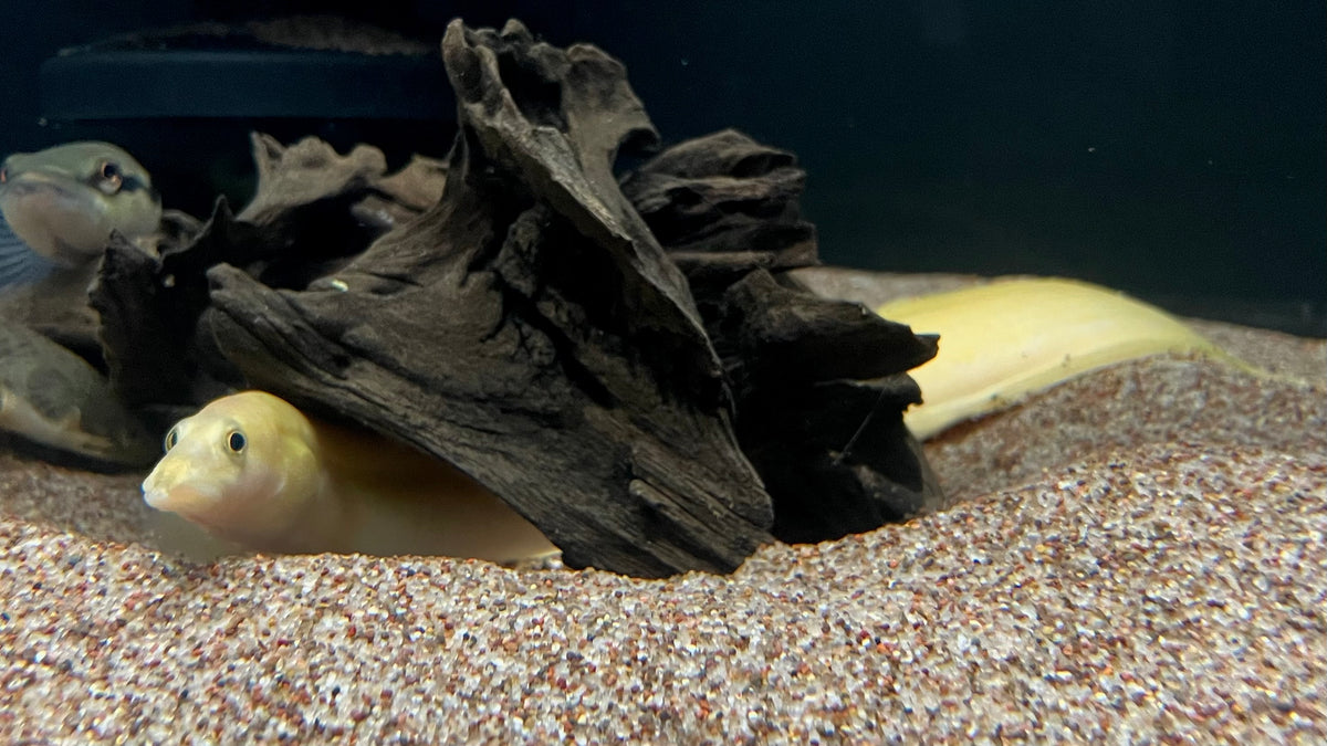 Xanthic Eel (Mastacembelus cf. xanthic) – The Waterfront SLC