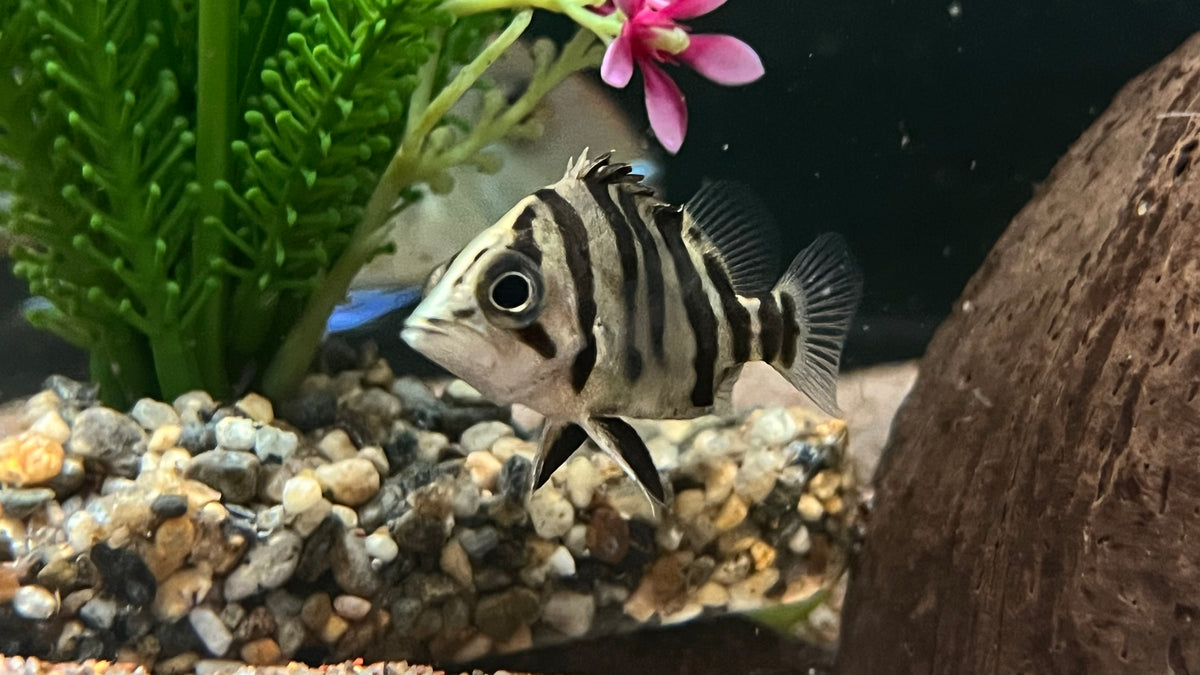 Mix Bar Datnoid (Datnioides sp.) - xSmall – The Waterfront SLC