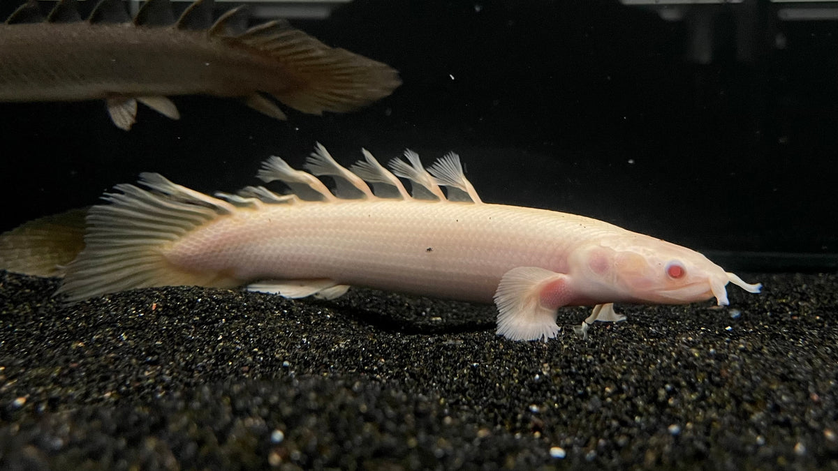 Longfin Albino Senegal Bichir (Polypterus senegalus) – The Waterfront SLC