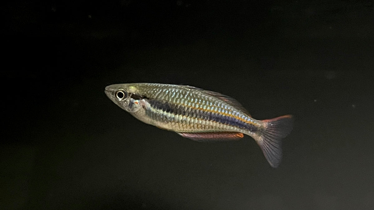 Goyder River Rainbowfish (Melanotaenia trifasciata) – The Waterfront SLC