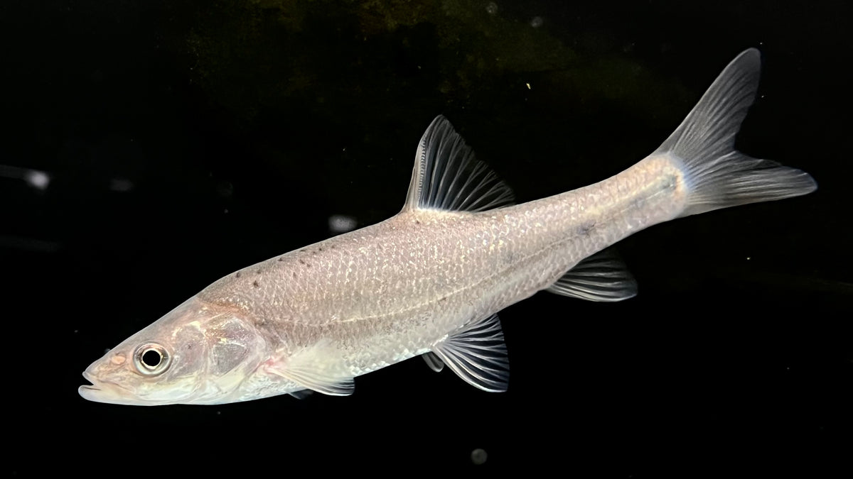 Humpback Perch Barb (Percocypris retrodorsalis) – The Waterfront SLC