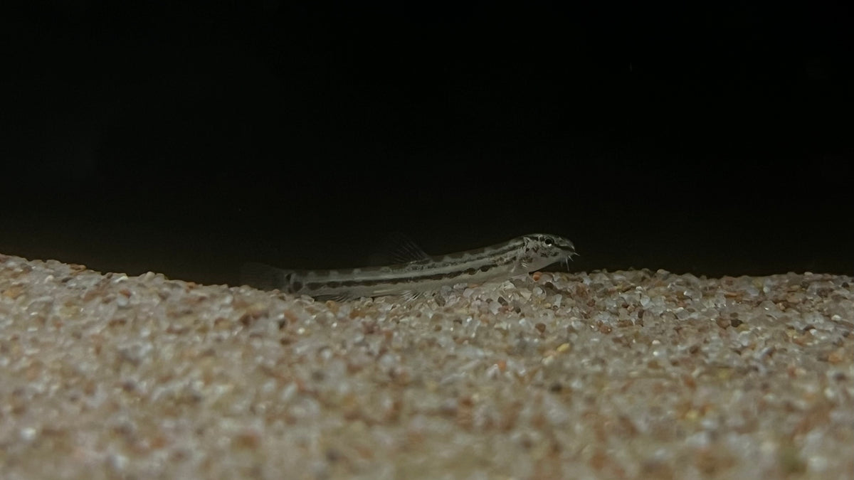 Siberian Spiny Loach (Cobitis sinensis) – The Waterfront SLC