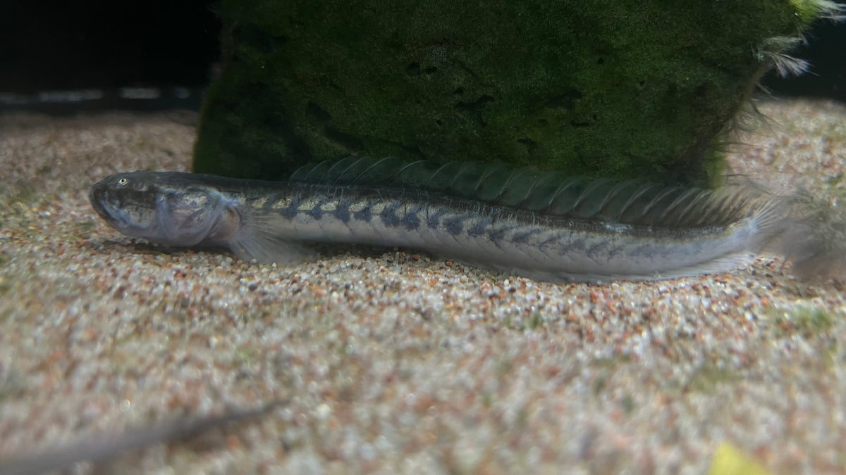 Dragon Goby (Gobioides broussonnetii) – The Waterfront SLC