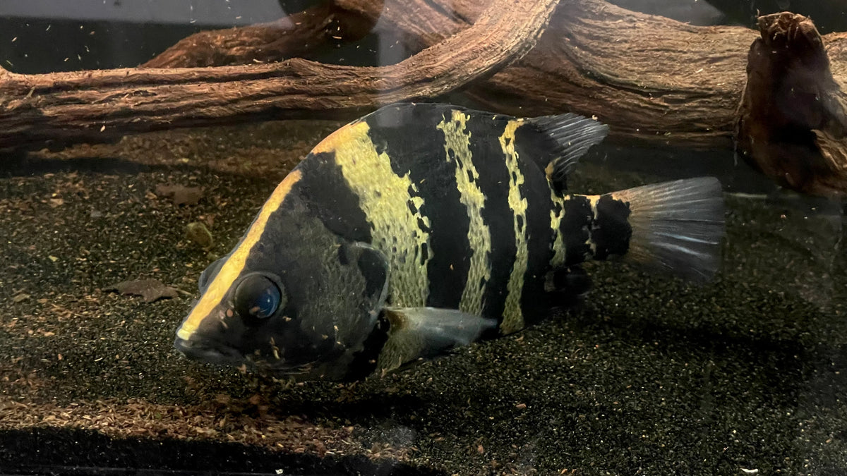 New Guinea Datnoid / NGT (Datnioides campbelli) – The Waterfront SLC