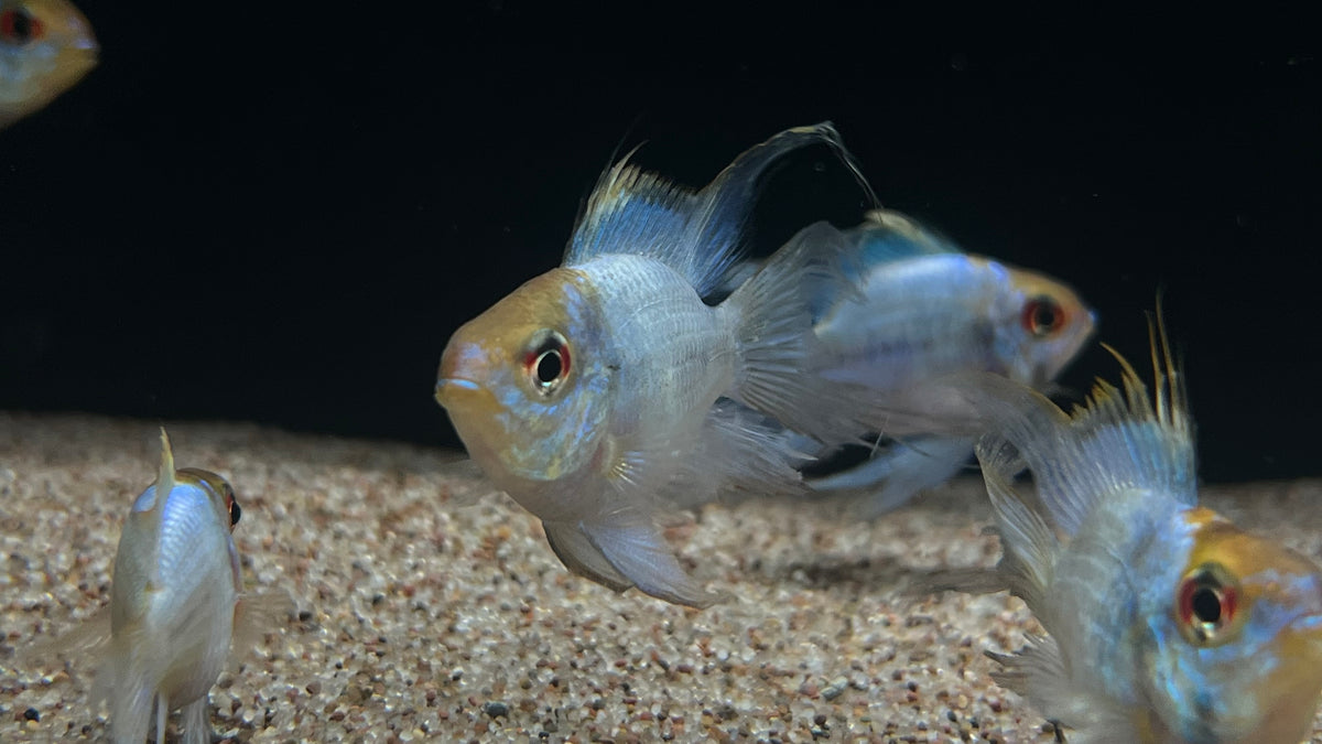 Longfin Electric Blue Balloon Ram (Mikrogeophagus ramirezi) – The ...
