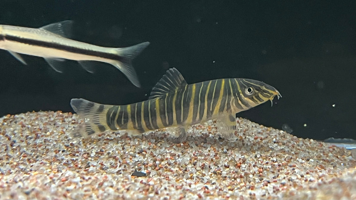 Zebra Botia (Botia Striata) – The Waterfront SLC