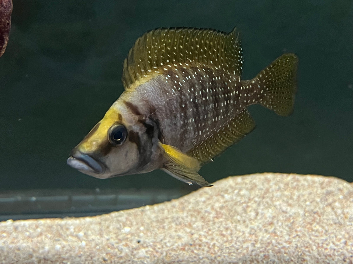 Yellow Calvus (Altolamprologus calvus sp. "Yellow") – The Waterfront SLC