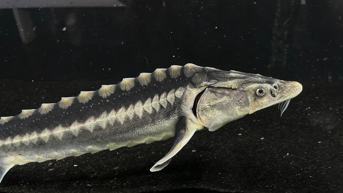 White Diamond Sturgeon (Acipenser gueldenstaedtii) - JUMBO (Cargo ONLY ...