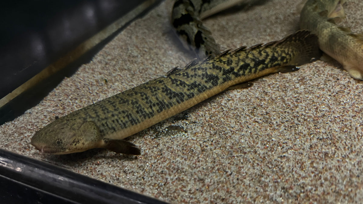 Teugelsi Bichir (Polypterus teugelsi) – The Waterfront SLC