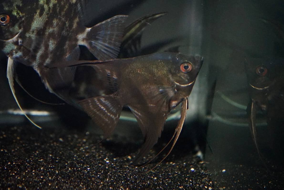 Black Pinoy Angelfish (Pterophyllum scalare sp.) – The Waterfront SLC