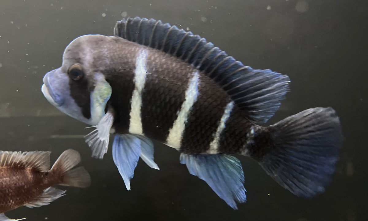 Blue Moba Frontosa (Cyphotilapia frontosa) - Male WYSIWYG (CARGO ONLY ...