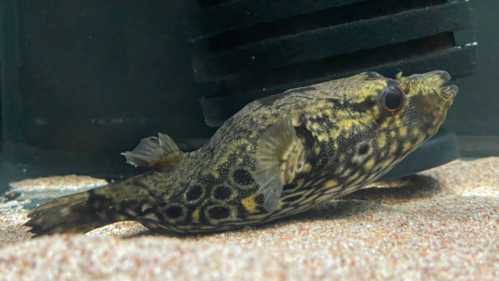 Humpback Dragon Puffer (Tetraodon palembangensis) – The Waterfront SLC