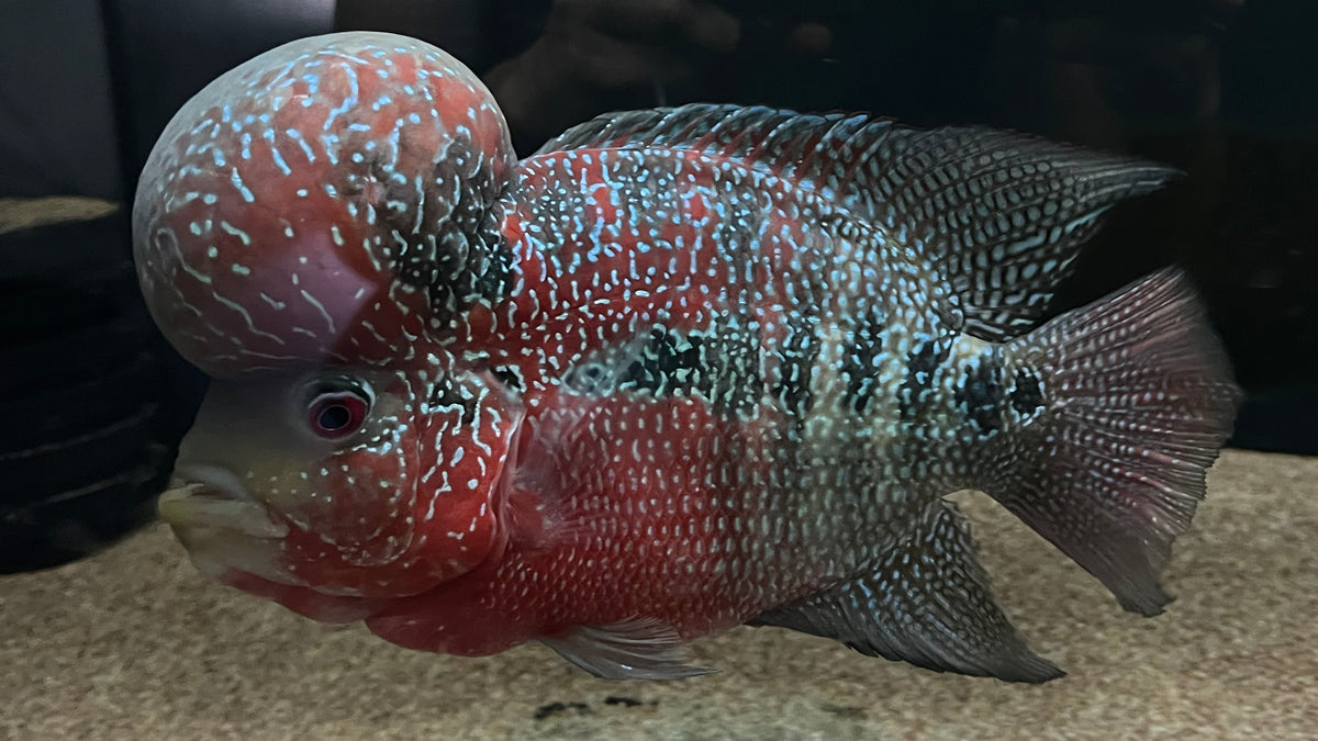 Super Red Dragon Flowerhorn - T170 WYSIWYG – The Waterfront SLC