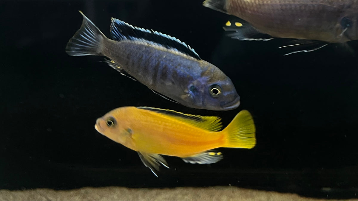 Msobo Magunga Cichlid(Metriaclima sp. msobo) – The Waterfront SLC