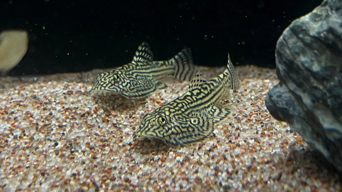 Reticulated Hillstream Loach (Sewellia lineolata) – The Waterfront SLC
