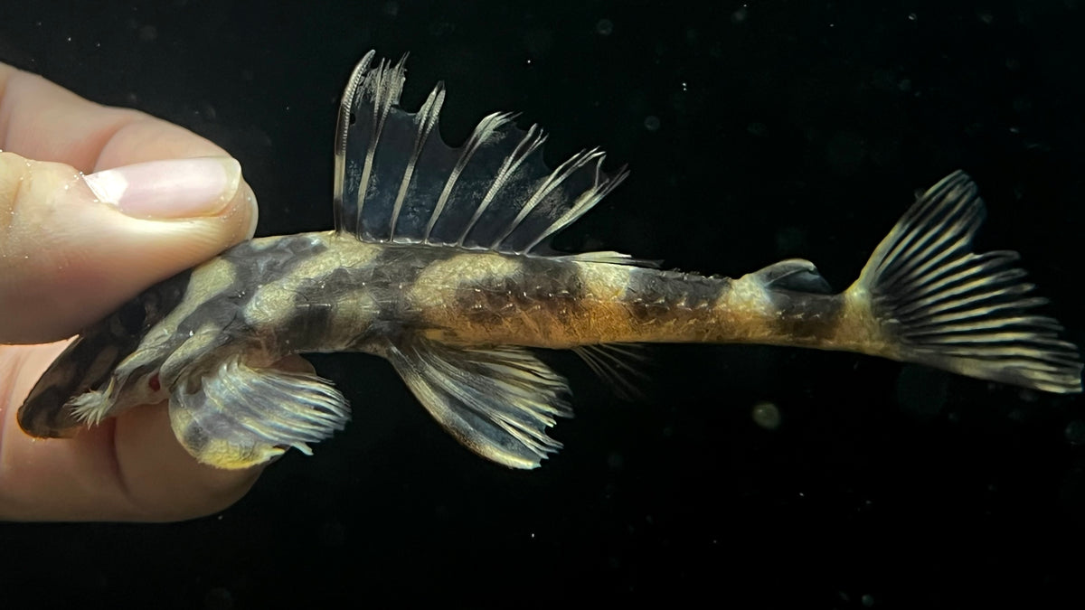 L-52 Atabapo Butterfly Pleco (Dekeyseria picta) – The Waterfront SLC