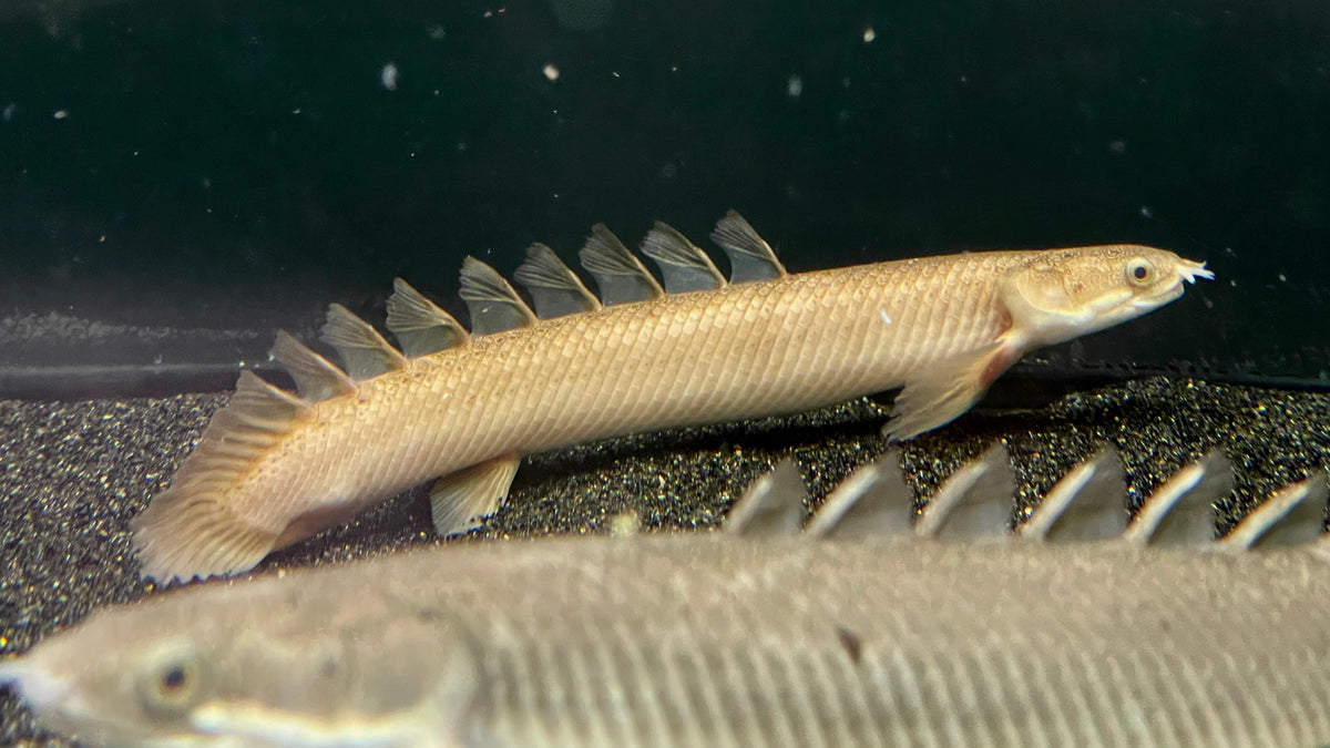 Longfin Golden Senegal Bichir (Polypterus senegalus) – The Waterfront SLC