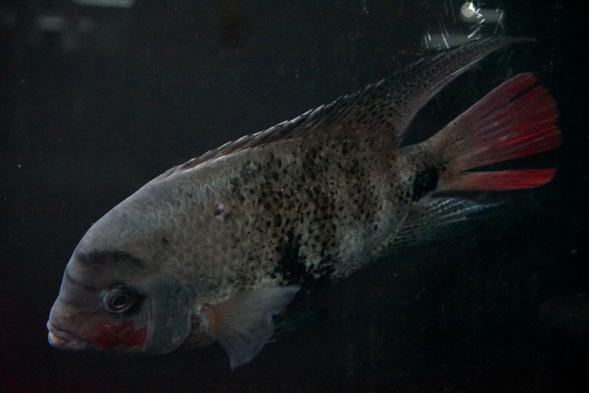 Black Belt Cichlid (Vieja maculicauda) – The Waterfront SLC