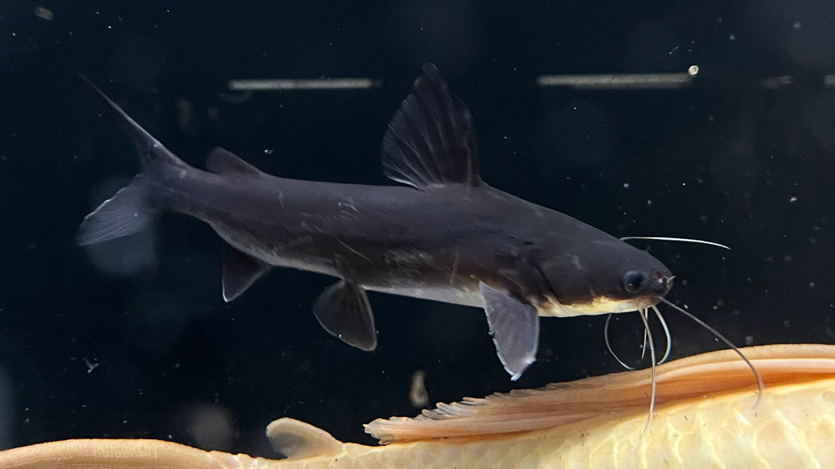 Papuan Shark Catfish (Neoarius graeffei) – The Waterfront SLC