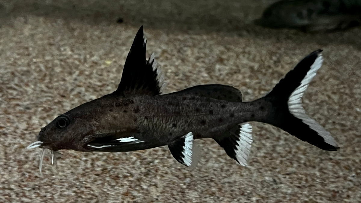 *RARE* Synodontis Granulosus - WSYIWYG – The Waterfront SLC