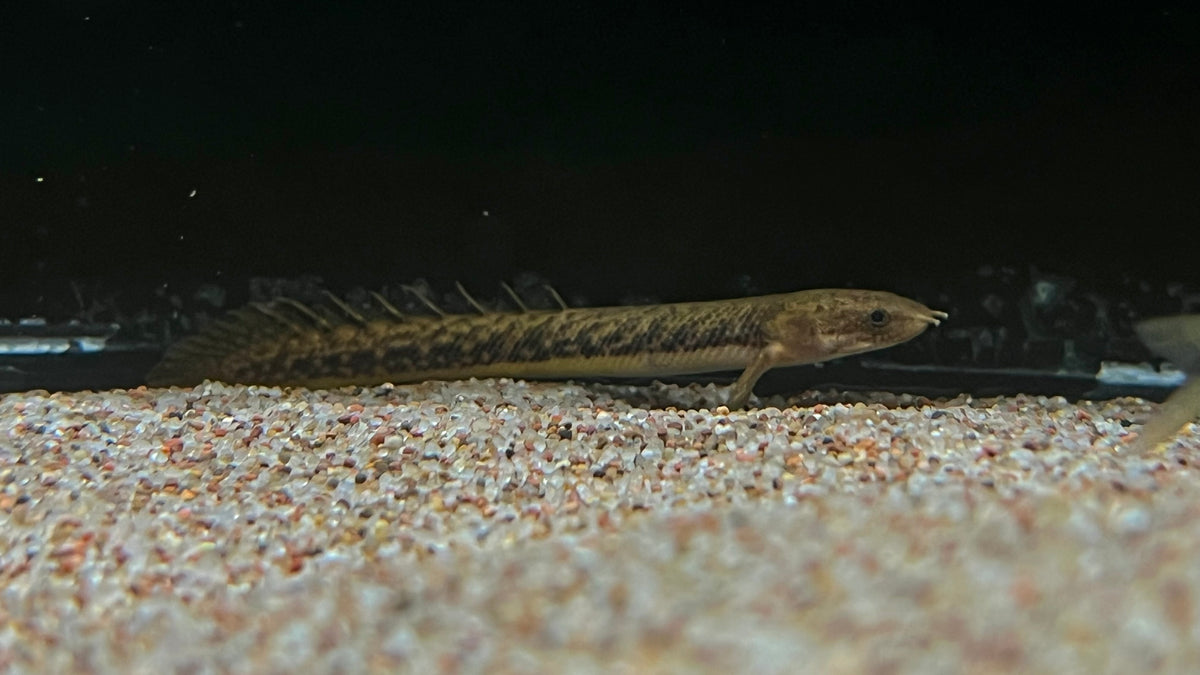 Teugelsi Bichir (Polypterus teugelsi) - Small – The Waterfront SLC