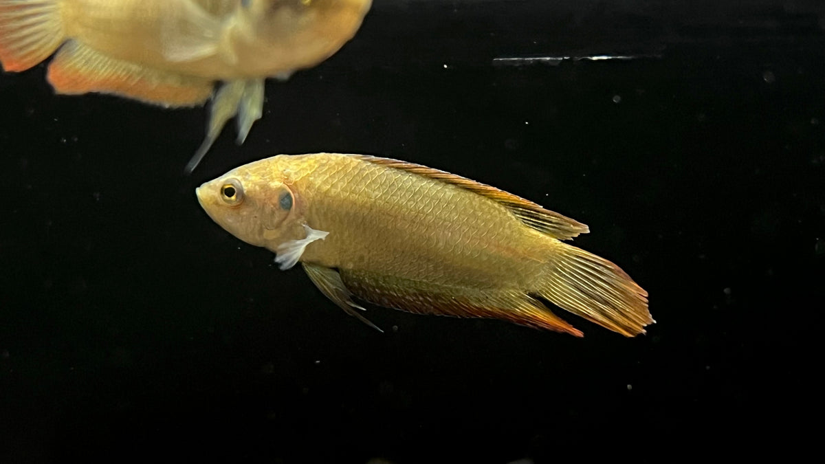 Roundtail Paradise Fish (Macropodus ocellatus) – The Waterfront SLC