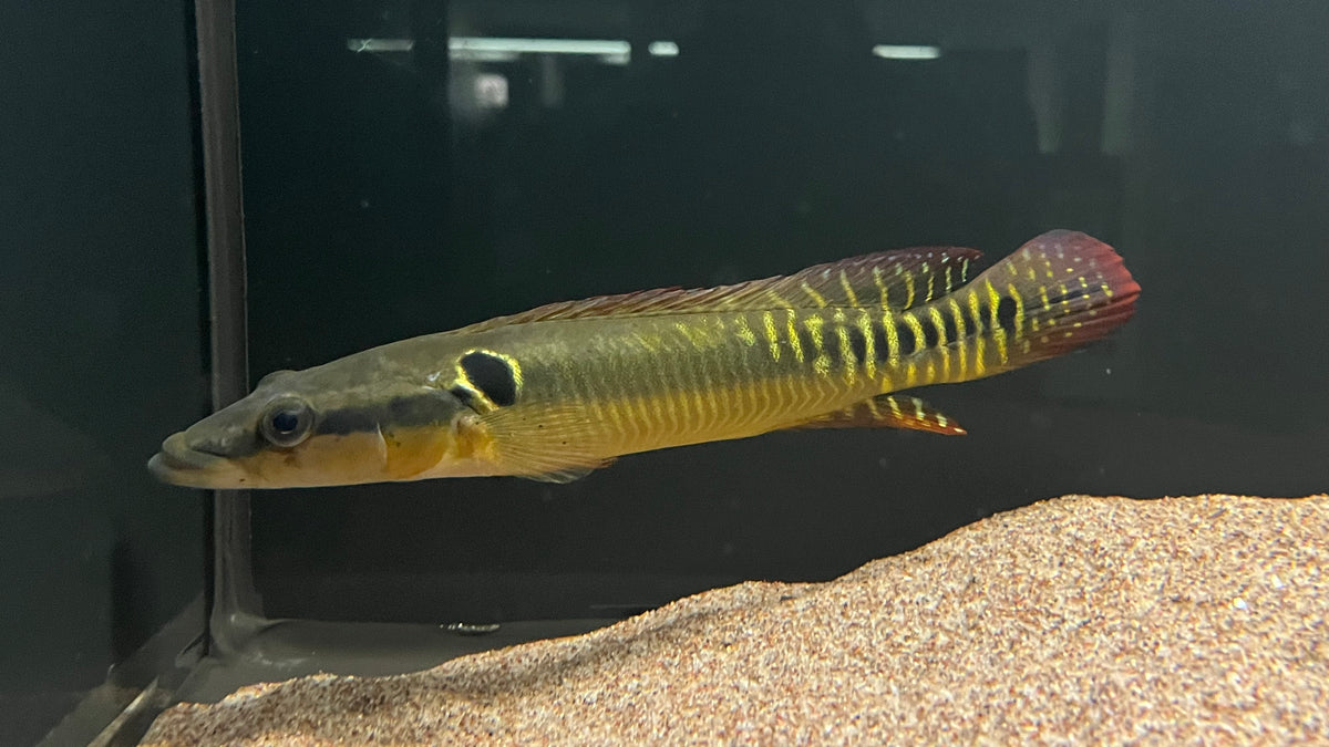 Zebra Pike (Crenicichla zebrina) - Large – The Waterfront SLC