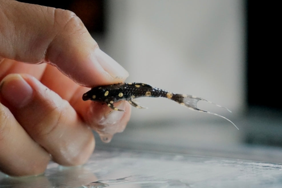 L-155 Adonis Pleco (Acanthicus adonis) – The Waterfront SLC